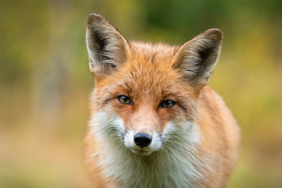 Celtic Animal Horoscope - Zodiac Guiding